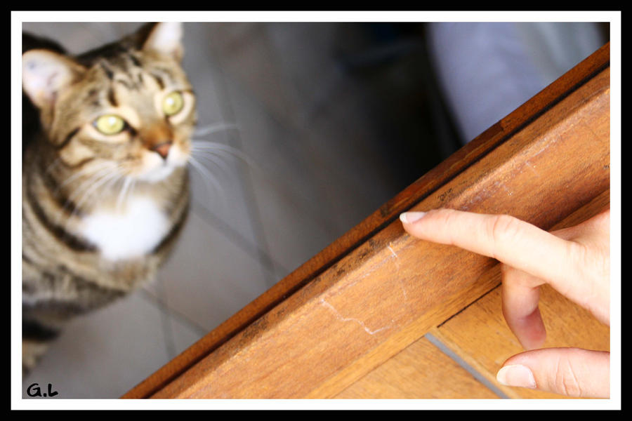 Intrigued Cat by quiet-world on DeviantArt Intrigued Cat by quiet-world on DeviantArt