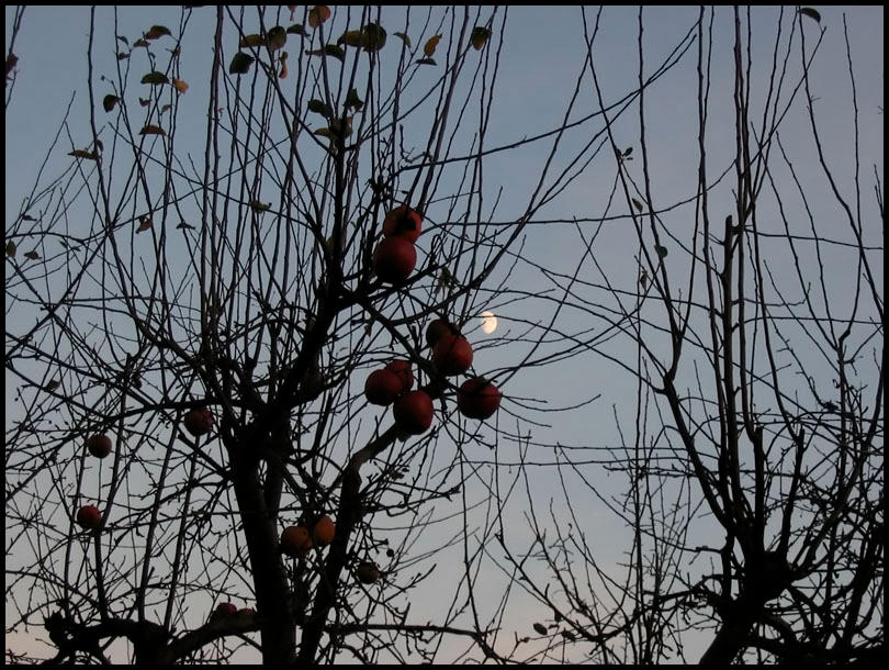 Moonfruit I by kadajawi on DeviantArt