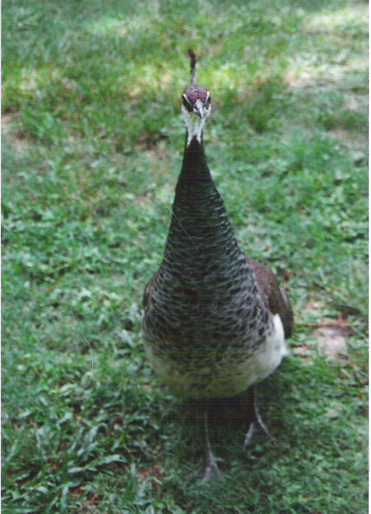 Mrs Peacock By Artoserex On Deviantart