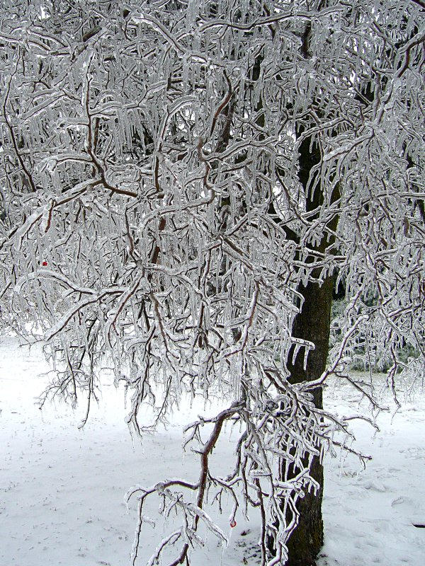 Icy Tree by dull-stock on DeviantArt