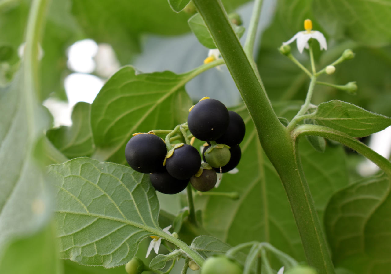 Black Nightshade Berries By FeynaSkydancer On DeviantArt black-nightshade-berries-by-feynaskydancer-on-deviantart