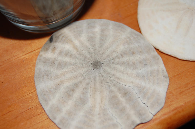 Texture 10 Sand Dollar by yaris01 on DeviantArt
