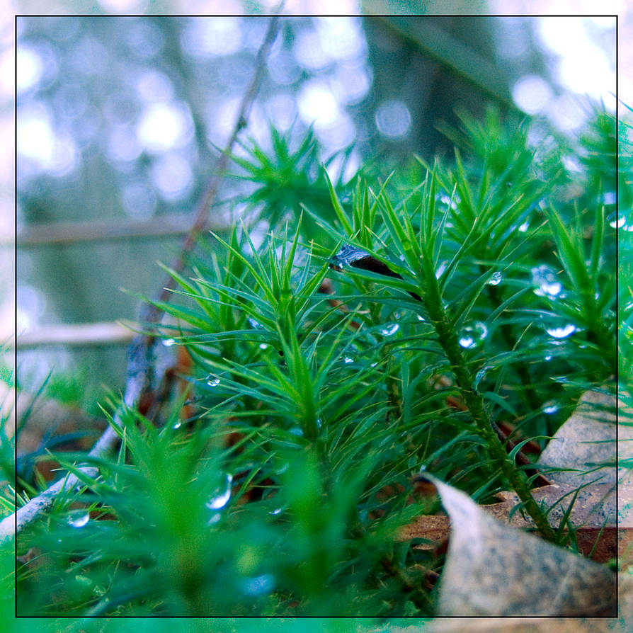 Baby Trees By Jansetsfire On DeviantArt baby-trees-by-jansetsfire-on-deviantart