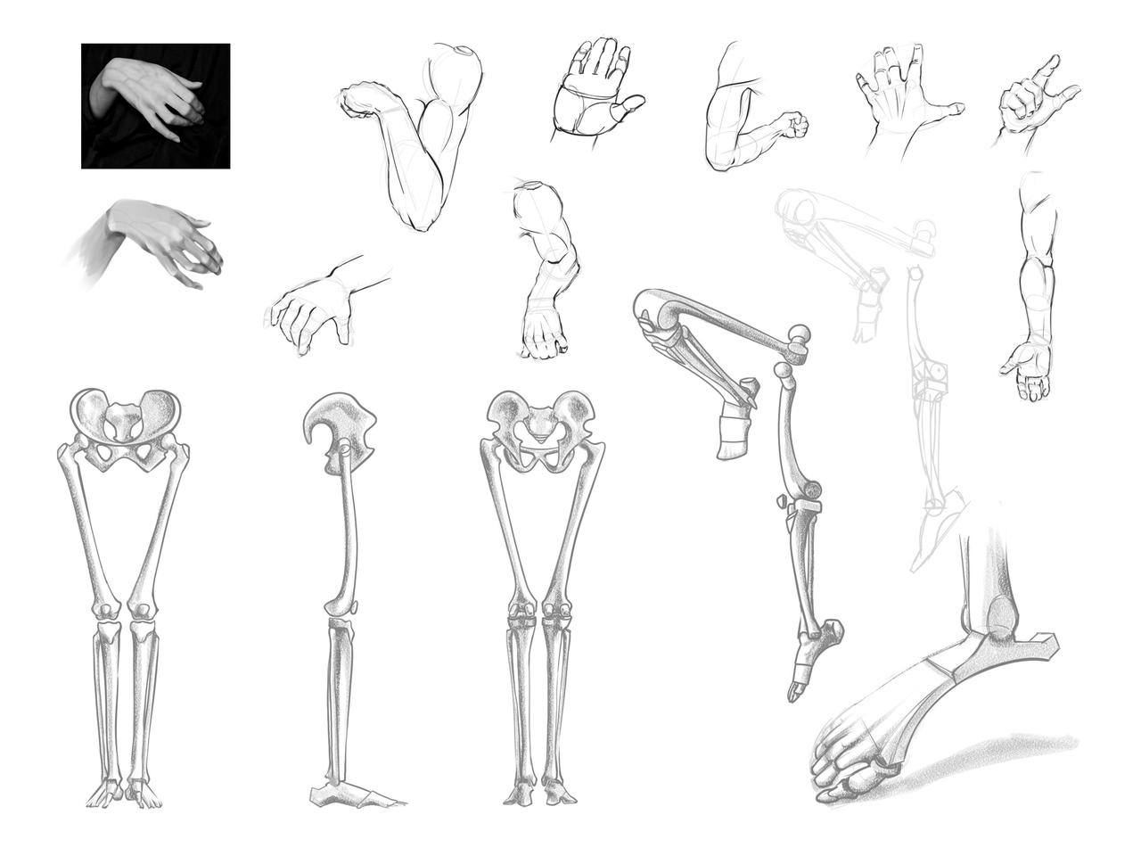 Legs And Arms Anatomy By JuliaRalyk On DeviantArt legs-and-arms-anatomy-by-juliaralyk-on-deviantart