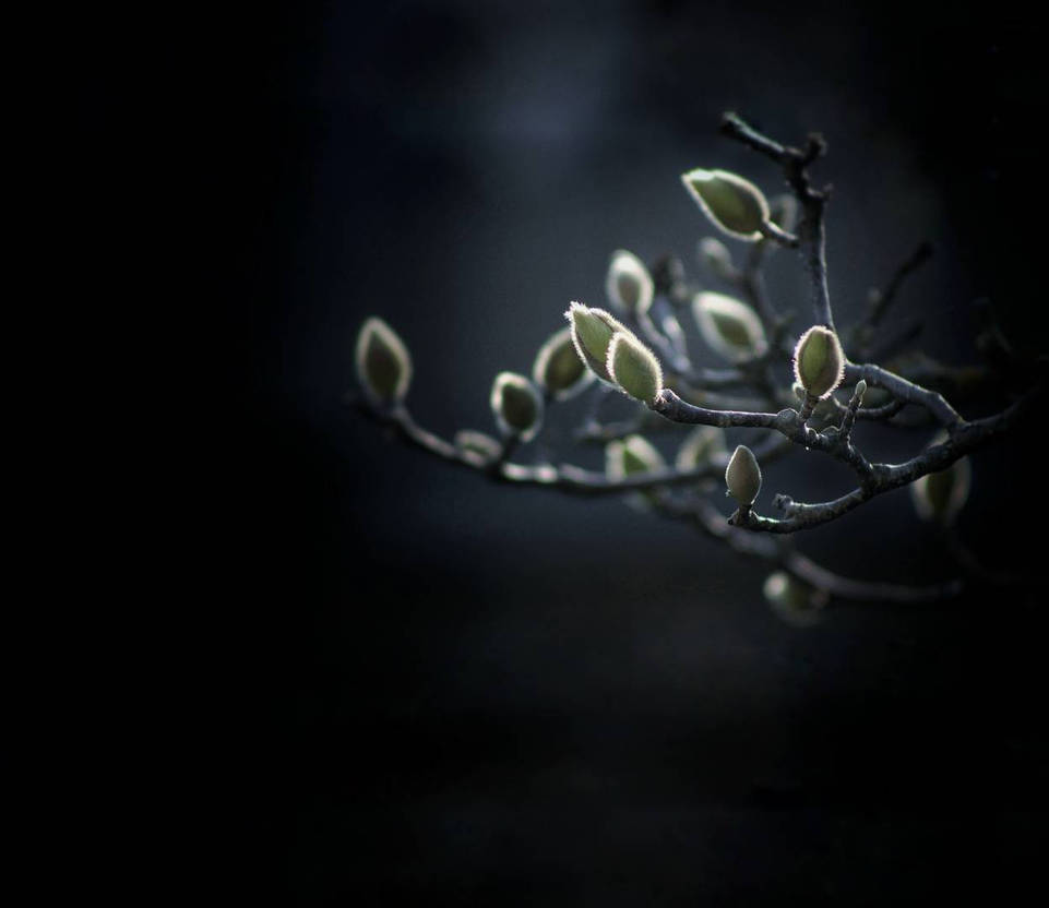 Fuzzy Buds By Pacific Wanderer On Deviantart