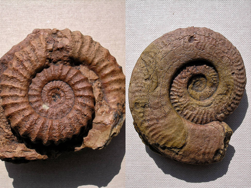 jurassic ammonites by thekingfishersboxing on DeviantArt