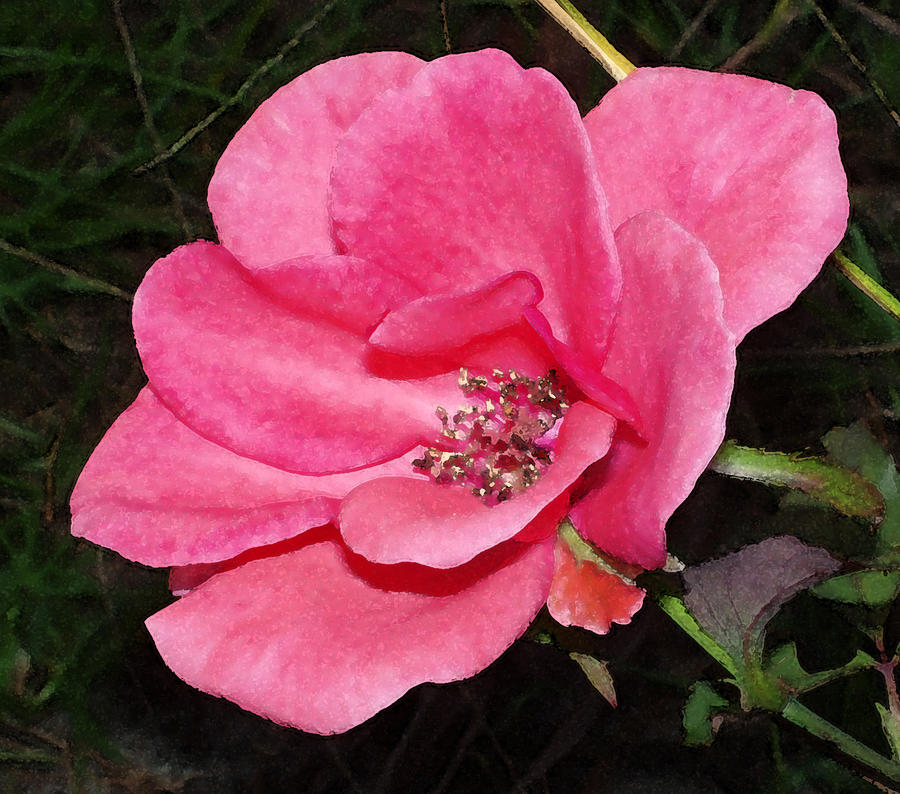 Summer Rose by apacheann6 on DeviantArt