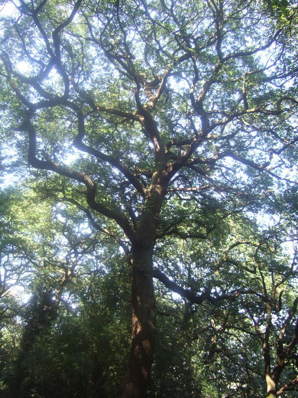 grand tree by jamesjwr on DeviantArt