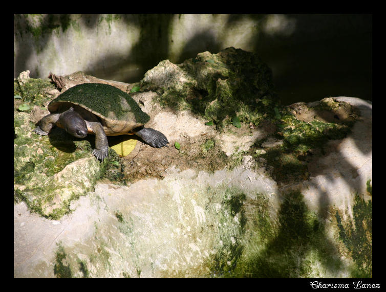 Turtle Camo by CLanez on DeviantArt