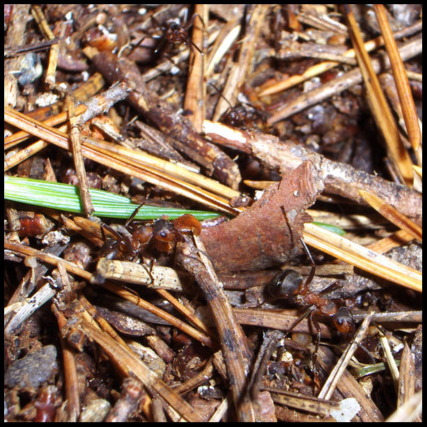 ants by janda on DeviantArt