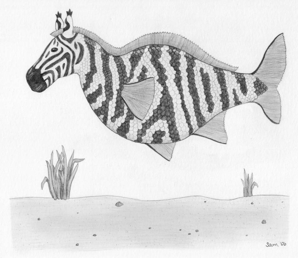 how to draw a zebrafish