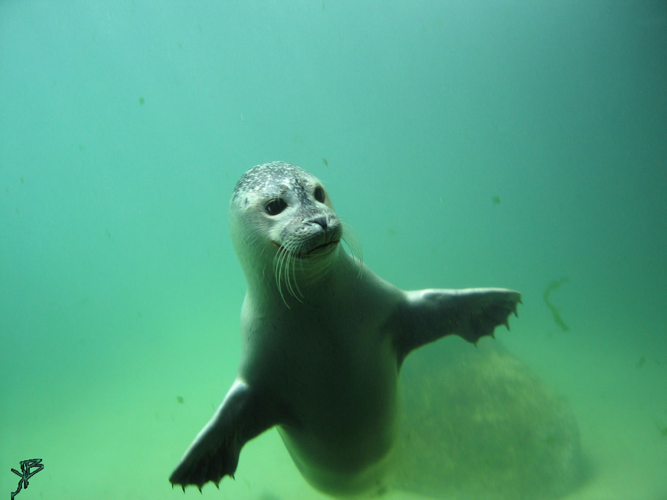 seal by Seraphym on DeviantArt