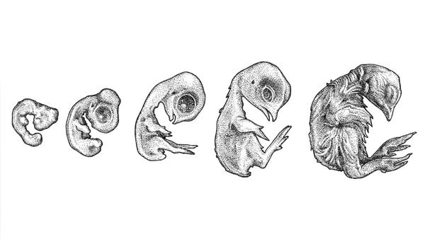 Chicken Embryonic Development By Libersomniorum On Deviantart