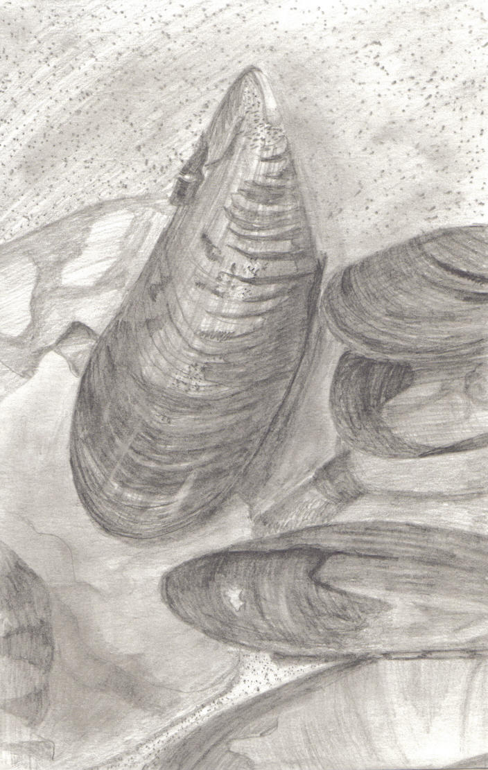 Mussels by Spirits-Unite on DeviantArt