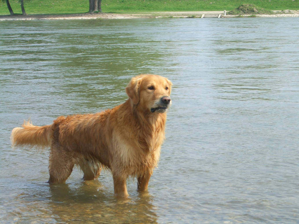 Golden Retriever SAM 6 by cittycat on DeviantArt