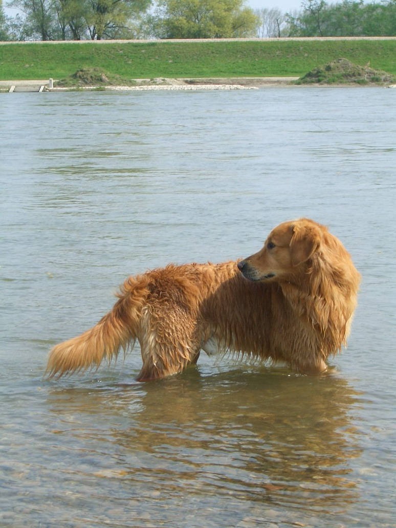 Golden Retriever SAM 14 by cittycat on DeviantArt