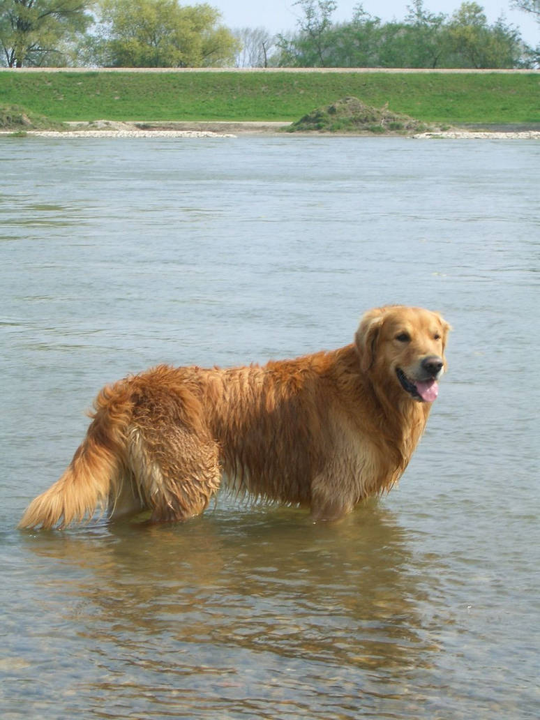 Golden Retriever SAM 15 by cittycat on DeviantArt