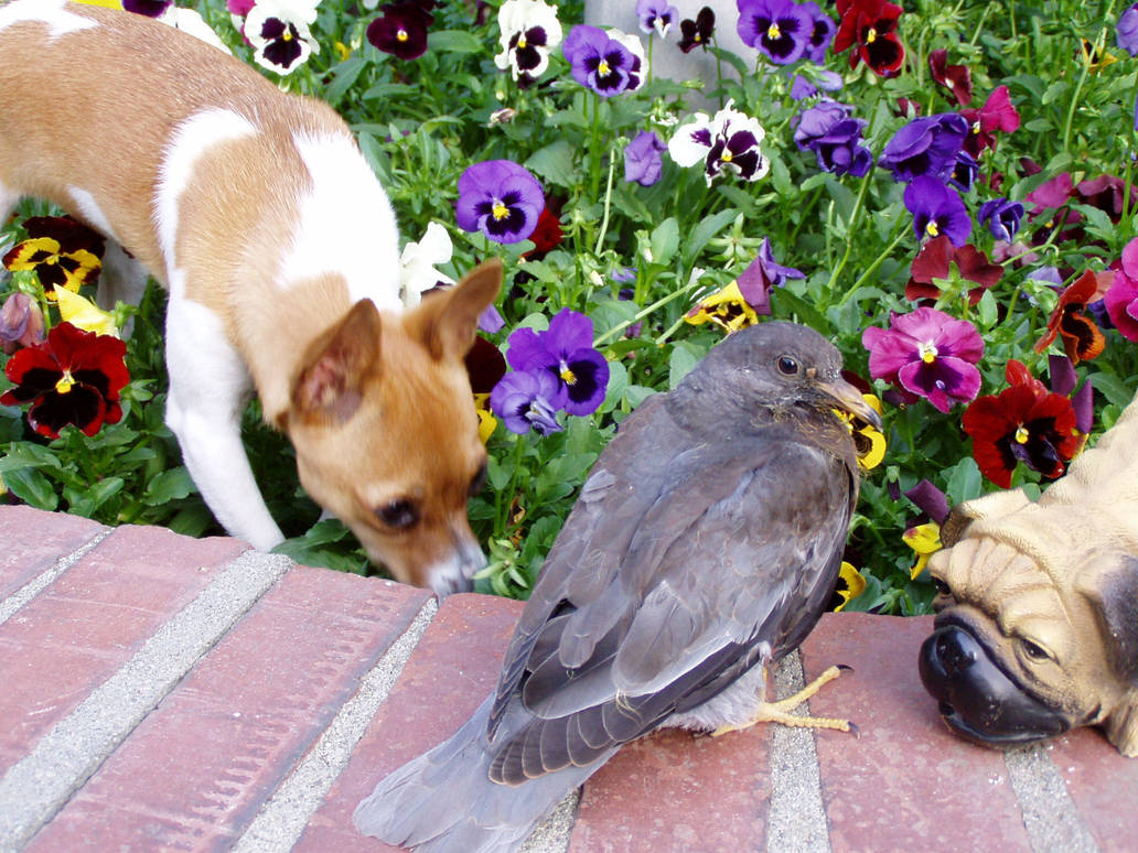 Bird and Dog by Roko-san on DeviantArt