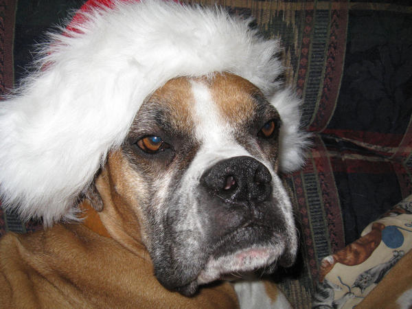 Santa Dexter by izzamistysky1 on DeviantArt