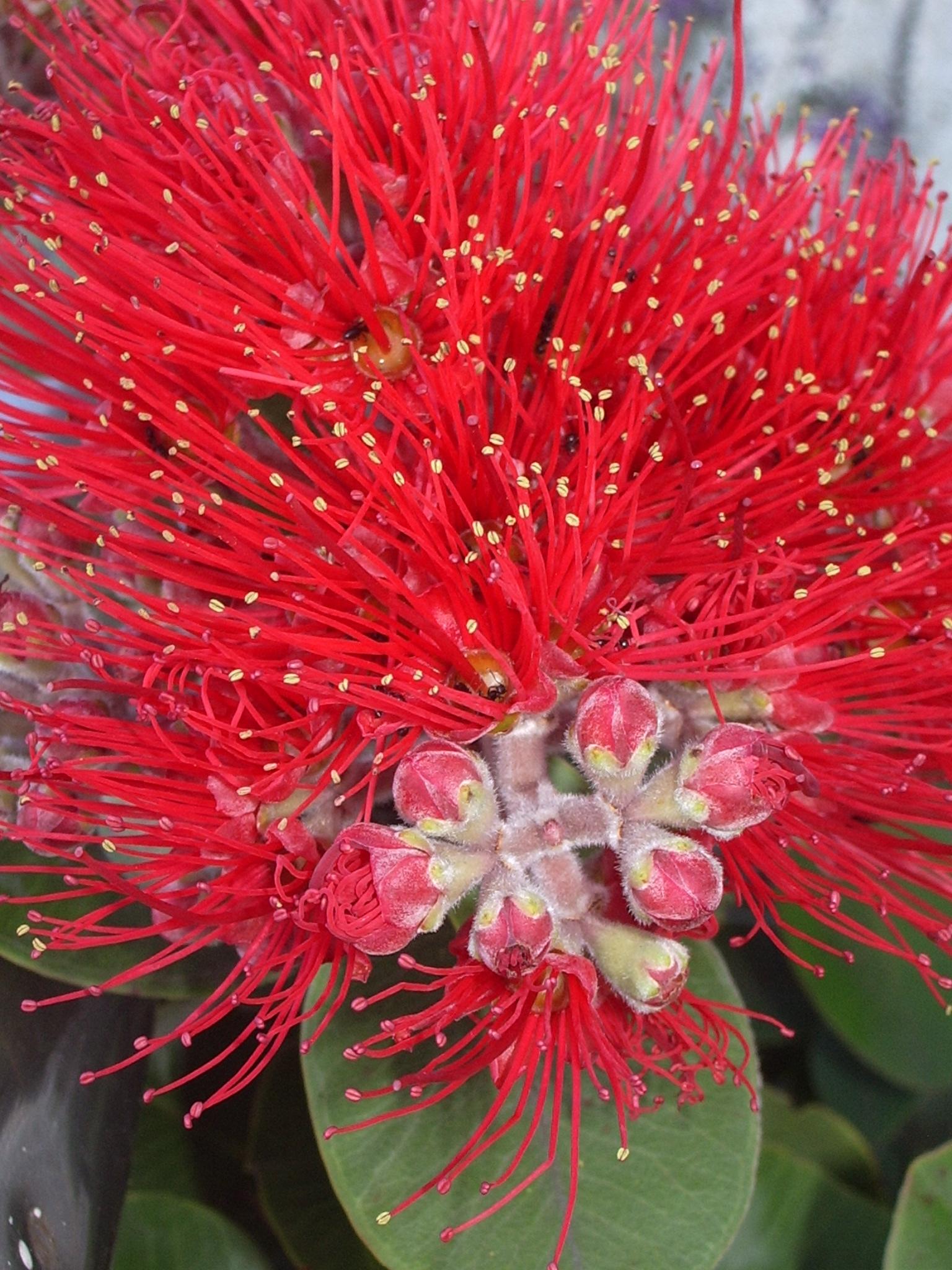 Maori Christmas Tree by zimbabaluba on DeviantArt