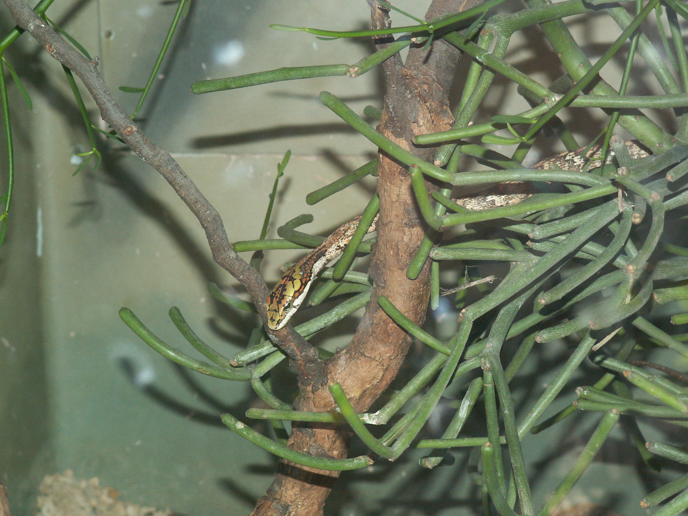 Twig Snake by Tomasthanes on DeviantArt