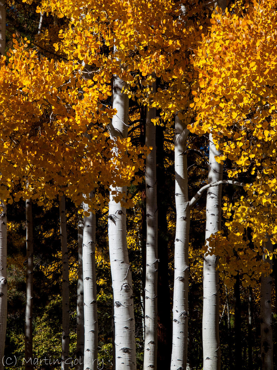 Aspens2 By Martingollery On Deviantart