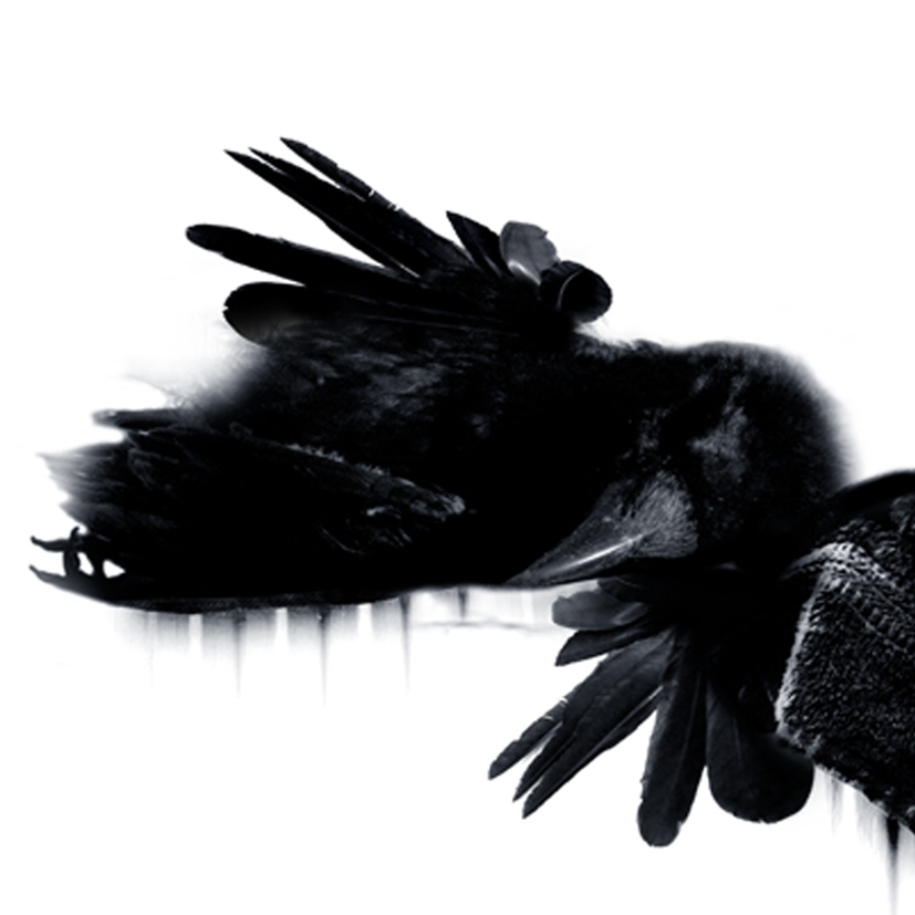 A Murder Of Crows detail by IrondoomDesign on DeviantArt