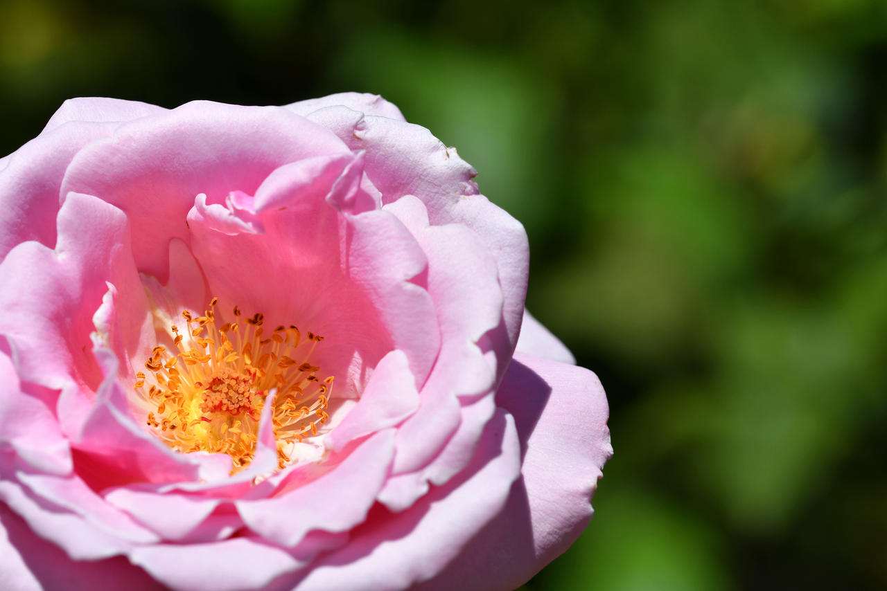 Heaven Scent Rose Closeup By Thebootesartvoid On Deviantart