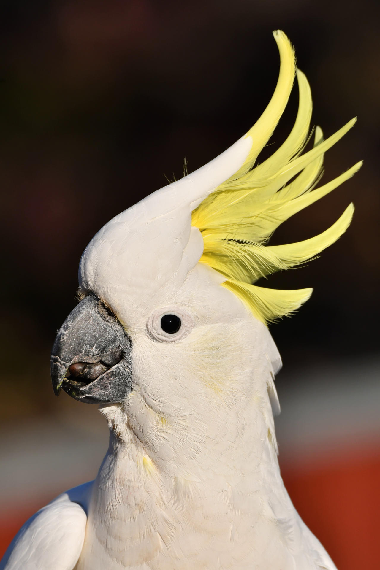 Cocky Cockatoo Cocks Crest Wild By Thebootesartvoid On Deviantart