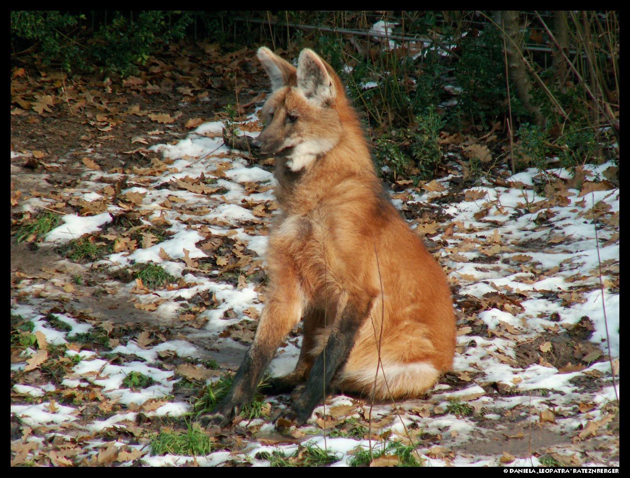 Sitting Wolf by leopatra-lionfur on DeviantArt