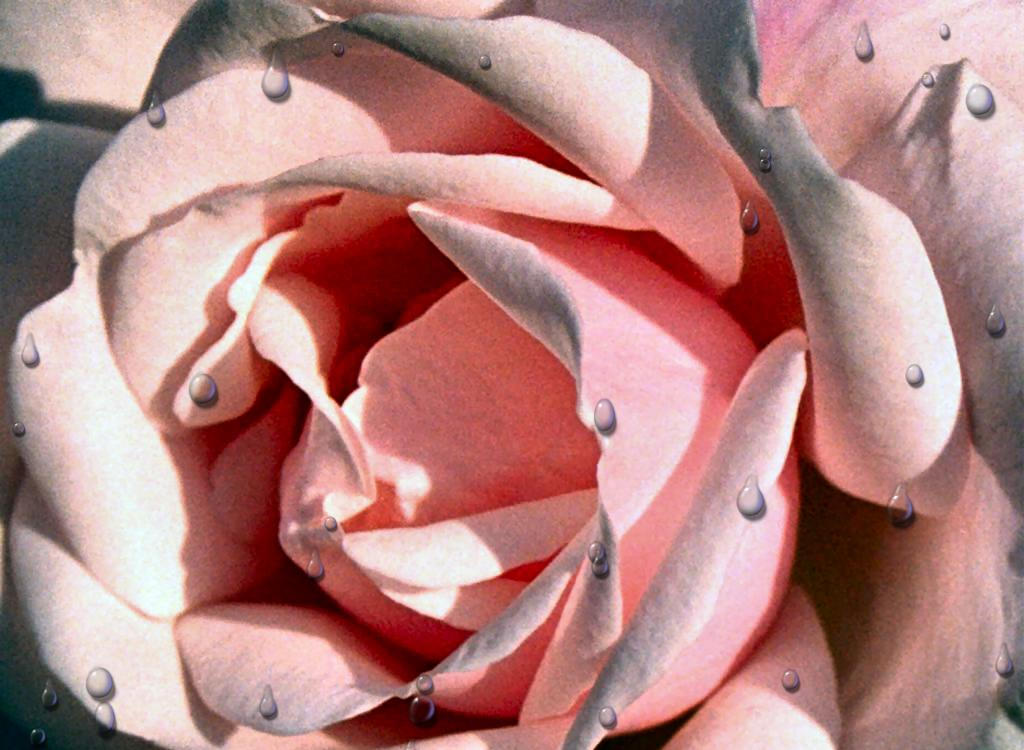 the crying rose by uneasily on DeviantArt