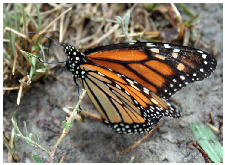 Monark Butterfly II by SenshiAurora on DeviantArt
