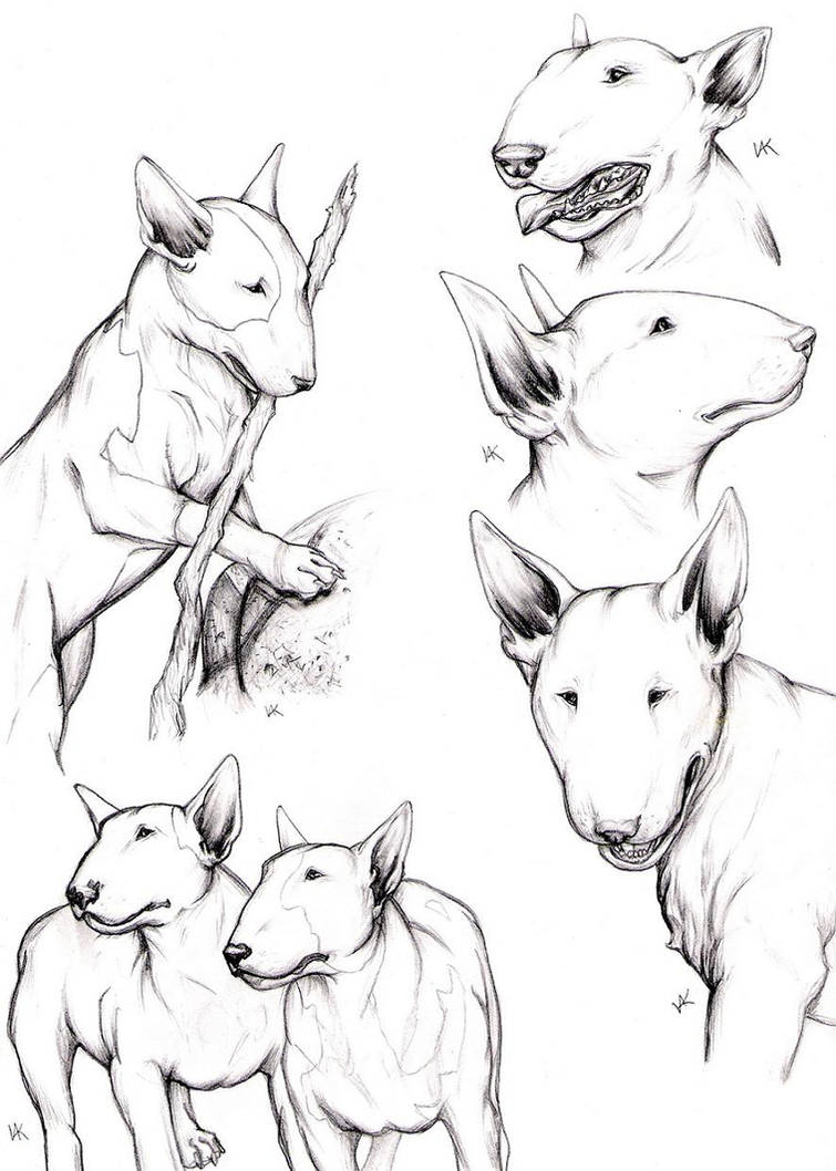 Bull Terrier Heads by LadyBottleTop on DeviantArt