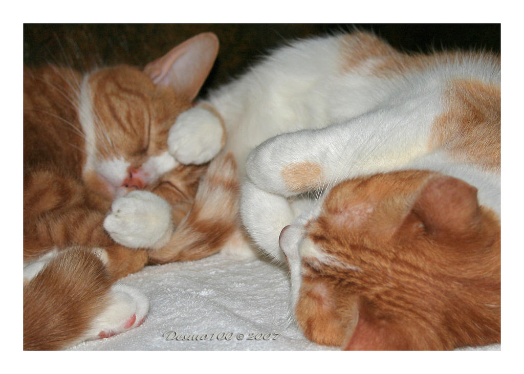 Snuggle Bugs by desmo100 on DeviantArt