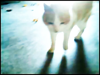 Aww Kitty$ by alexyfromyspace on DeviantArt