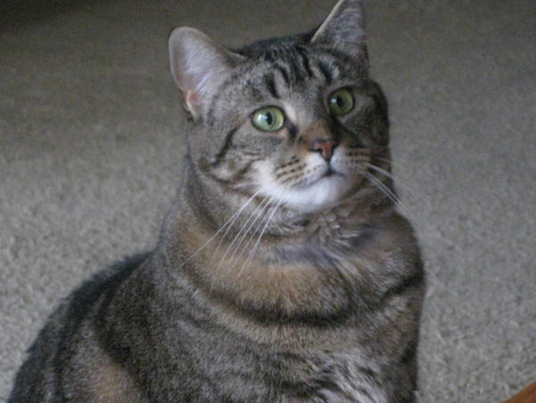 Intrigued Cat by Chibi-Medic on DeviantArt Intrigued Cat by Chibi-Medic on DeviantArt