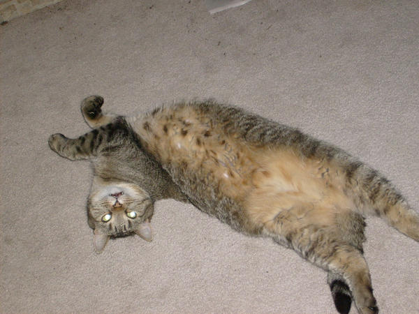 Evil Cat of Doom...? by Kana-Shihori on DeviantArt