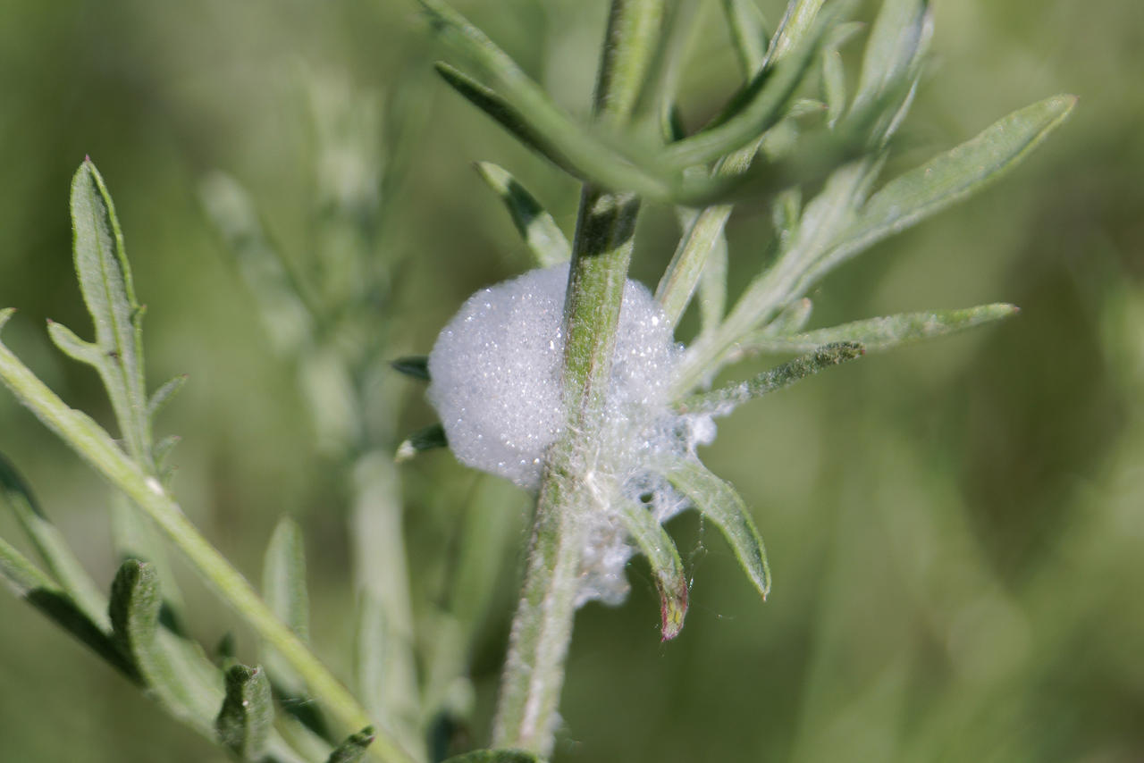 Spittlebug Nymph Foam By Sequential On Deviantart