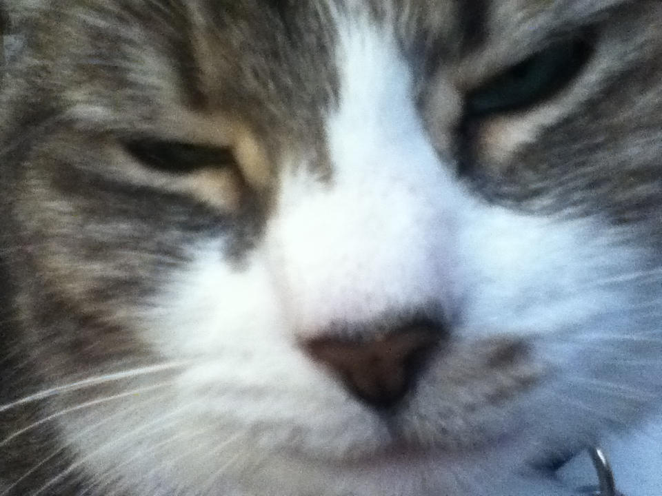 Seductive Kitty Face By Lexycomplexy On Deviantart