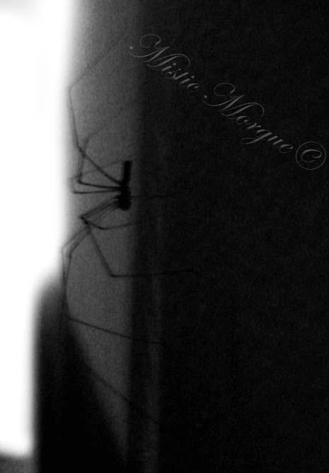 Creepy Crawler By Misticmorgue On Deviantart