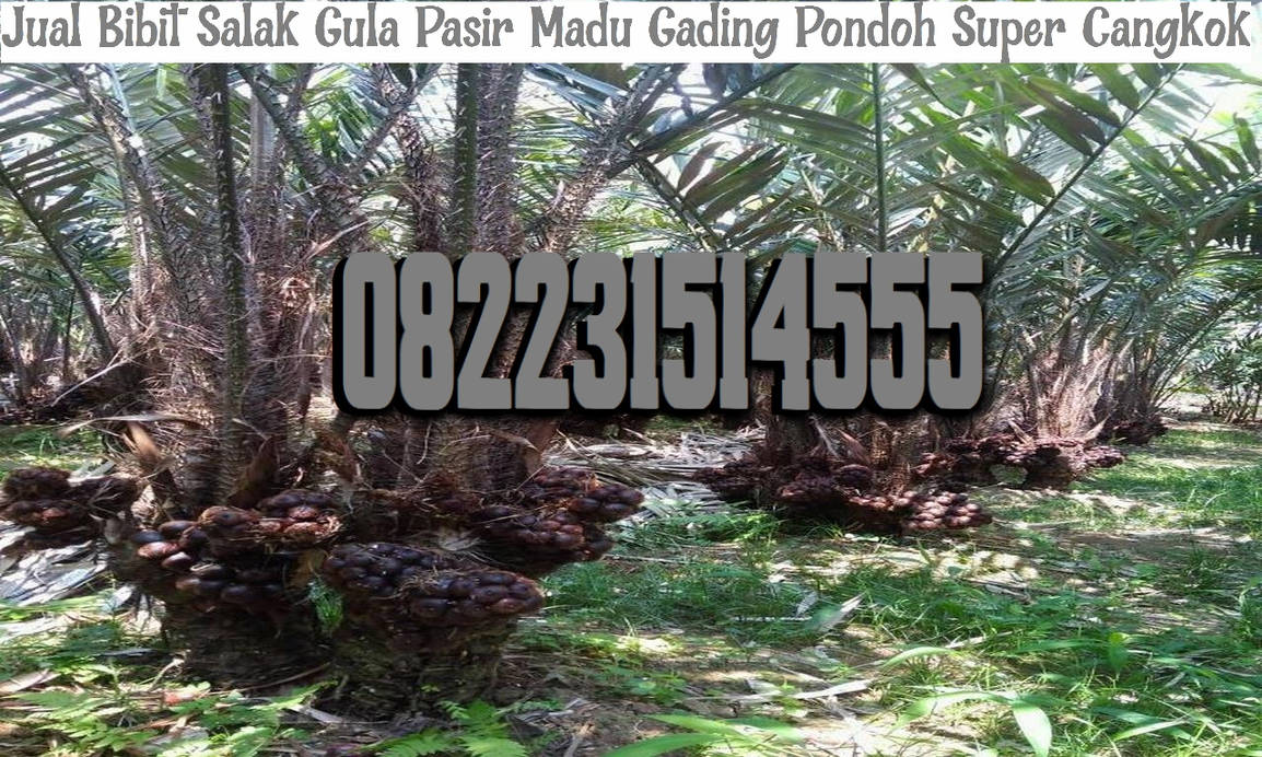 Jual Bibit Salak Gula Pasir Madu Gading Pondoh Sup by ... Jual Bibit Salak Gula Pasir Madu Gading Pondoh Sup by ...