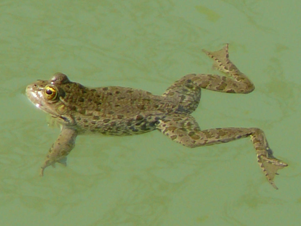 Frog Sunbathing by matthopesphotography on DeviantArt