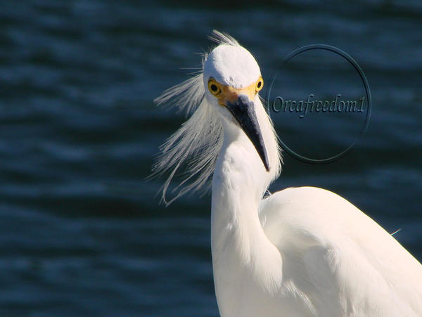 Egret 3 by orcafreedom1 on DeviantArt