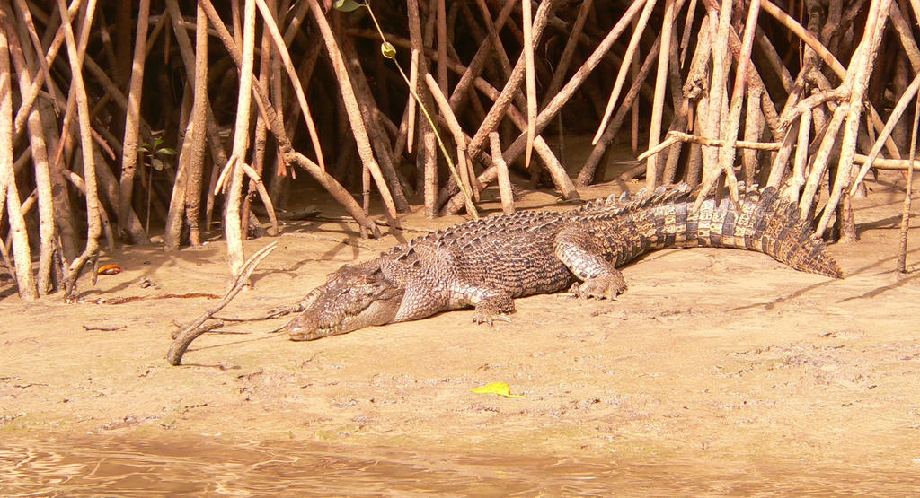 cape crocodile 2.... by yellow911 on DeviantArt