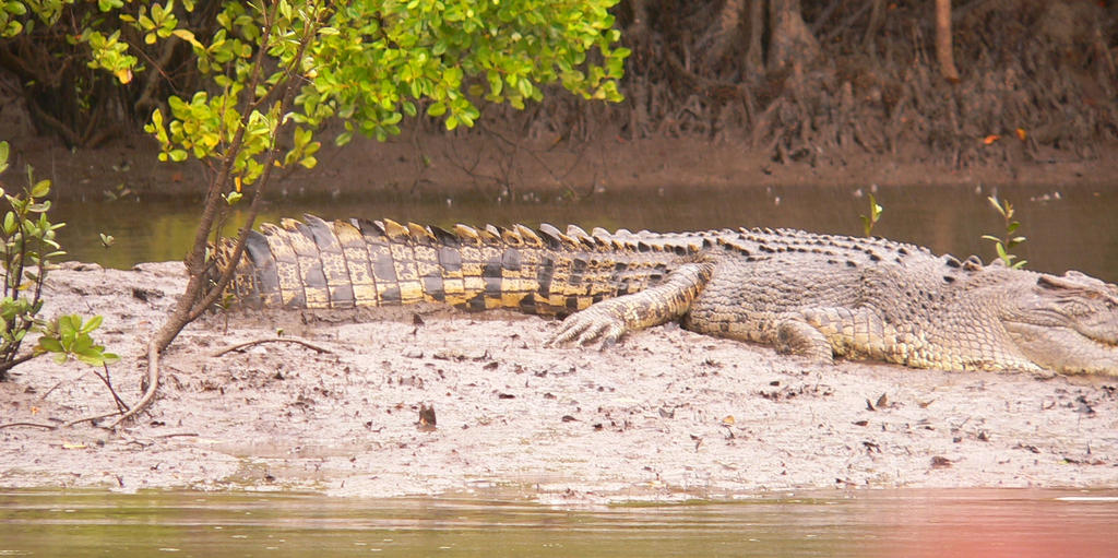 cape crocodile 10 ..... by yellow911 on DeviantArt