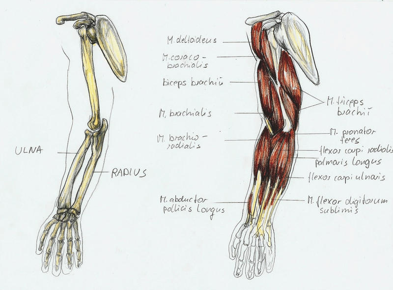 anatomy arm 3 by BK-81 on DeviantArt