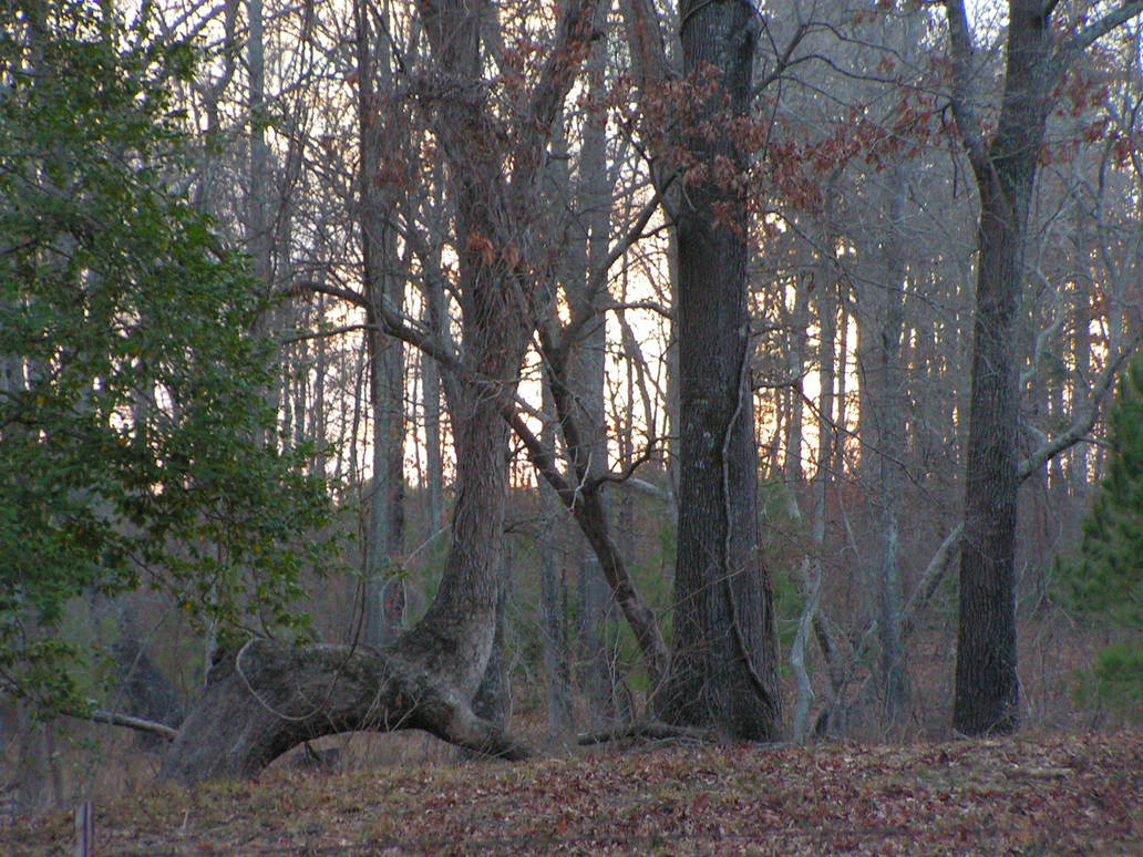 Centaur Tree by Nadyanilo on DeviantArt