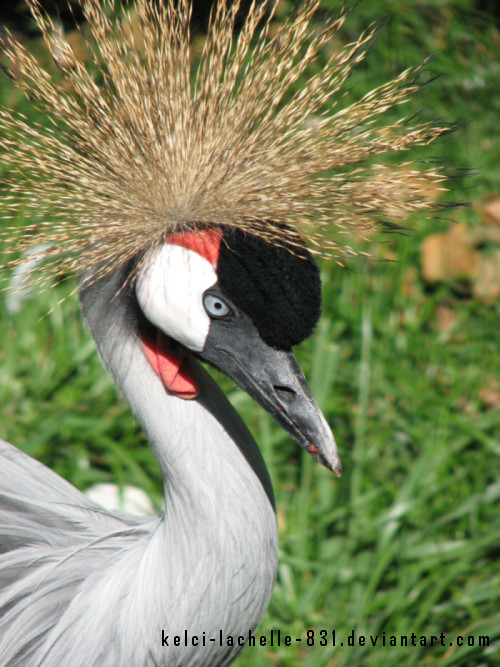 Spikey Bird by Kelci-Lachelle-831 on DeviantArt