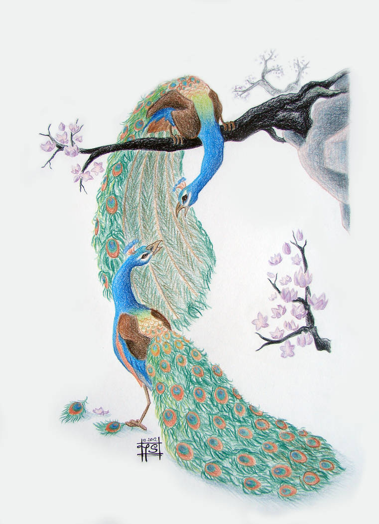 Fighting Peacocks By Excaite On Deviantart