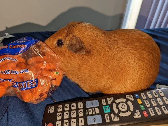 A Chonky Chonky Boi By Carrotchad On Deviantart